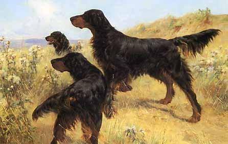 The Gordon Setter – Gordon Setter Club of Victoria