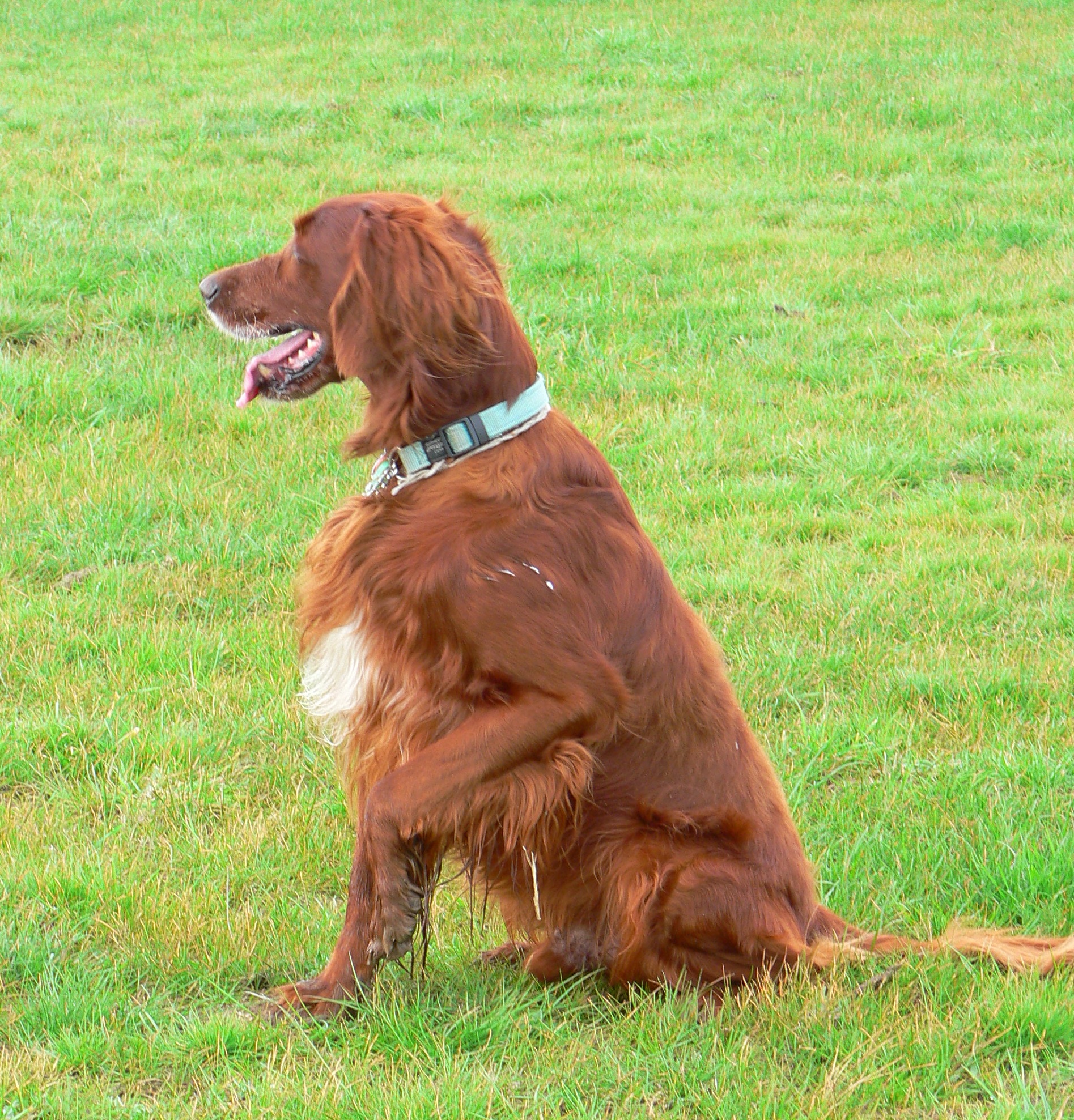 2016 Field Training Fun Day – Gordon Setter Club of Victoria