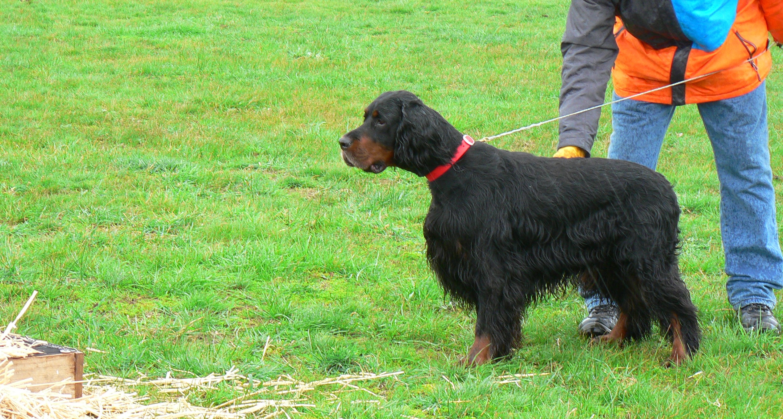 2016 Field Training Fun Day – Gordon Setter Club of Victoria