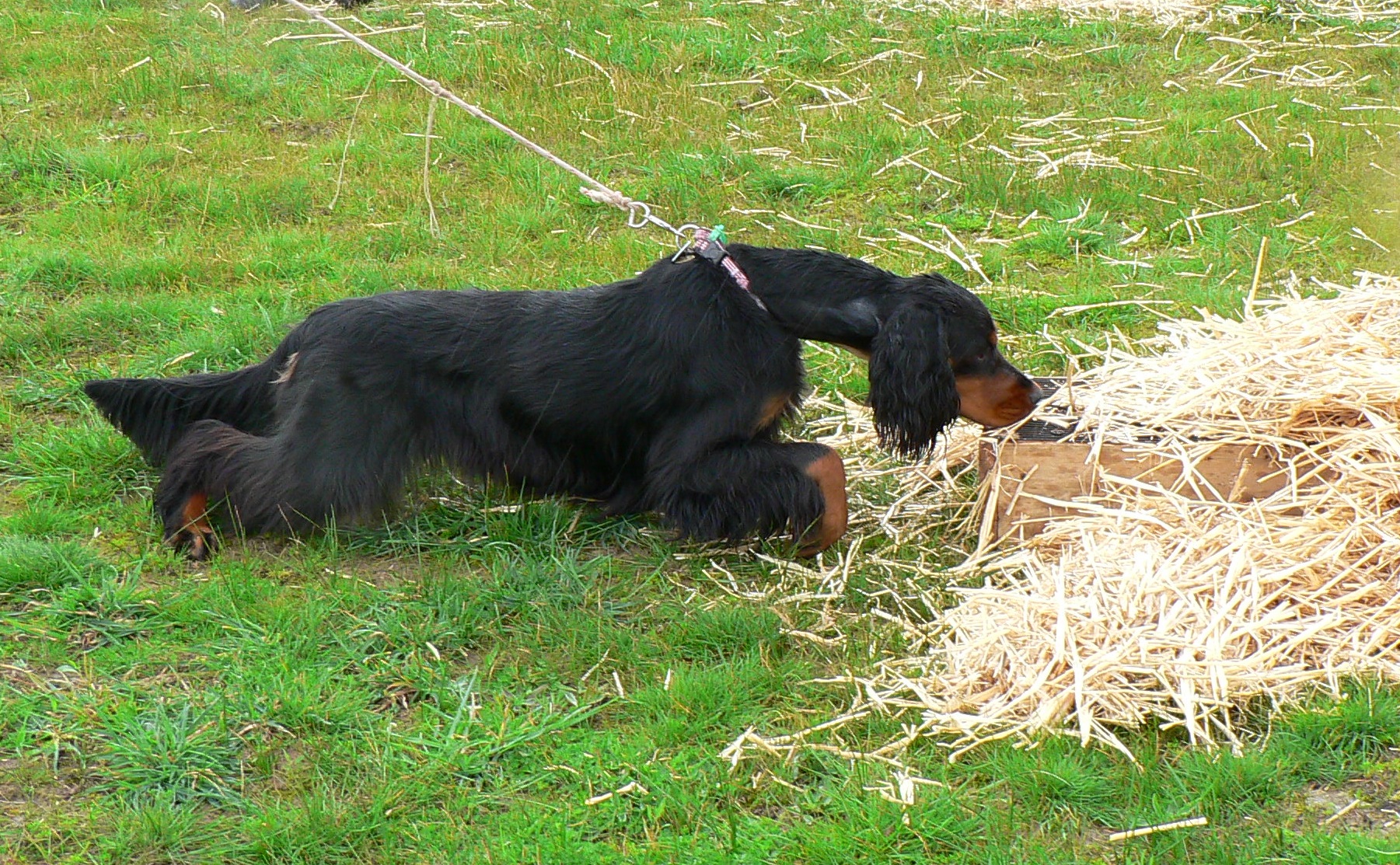 2016 Field Training Fun Day – Gordon Setter Club of Victoria